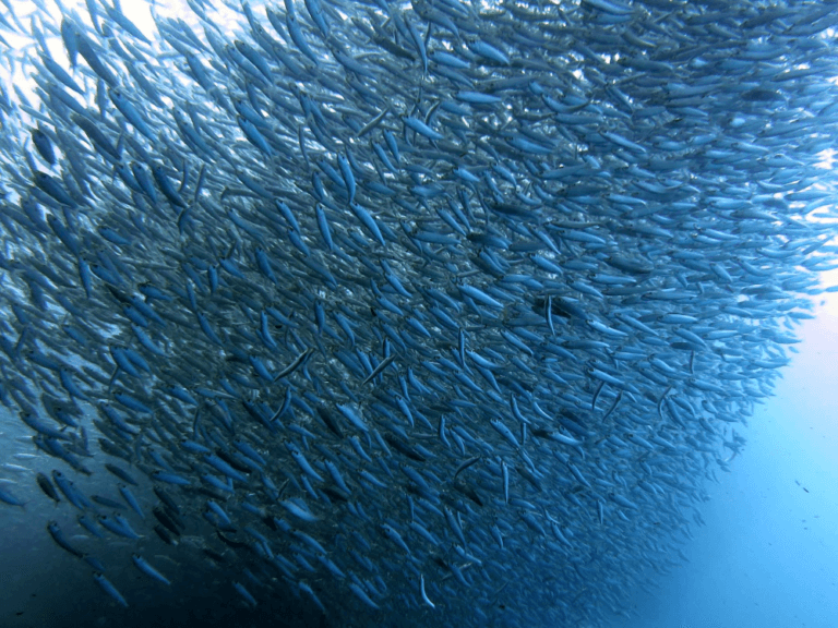 Swimming with Sardines | mytouristmaps.com